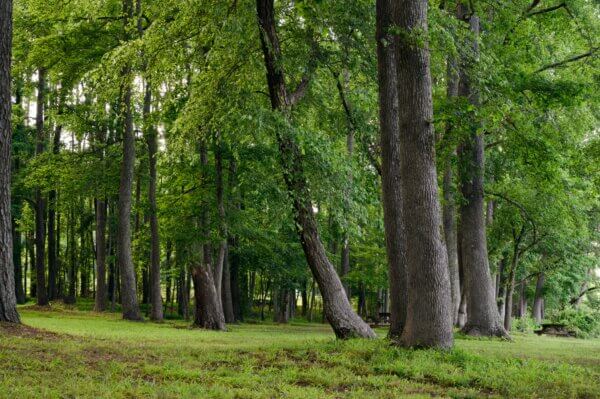 Lake Wateree RV Park & Marina